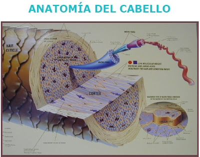 Comenzamos actividades =): 3 PARTES IMPORTANTES DEL CABELLO