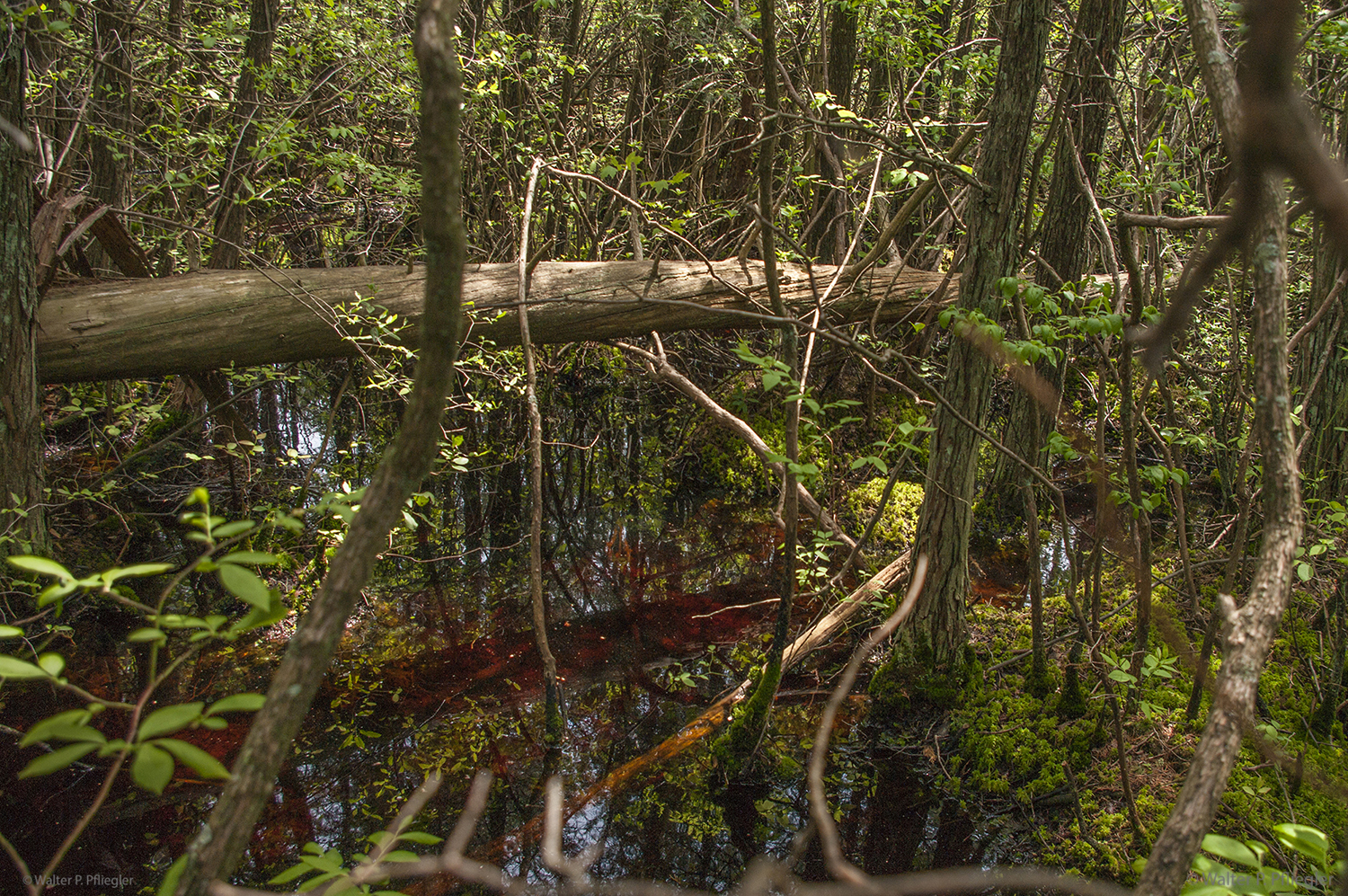 Nature photos from an Amateur Naturalist: Ponkapoag Bog, USA (Ponkapoag ...