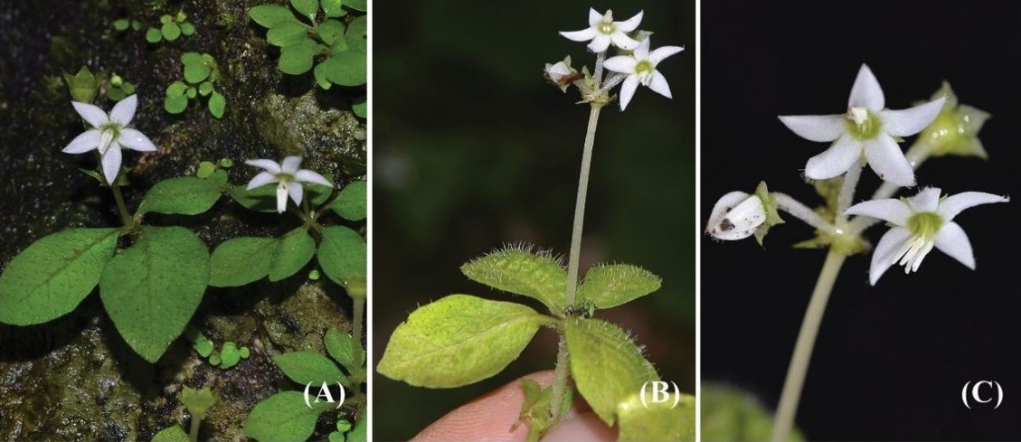 Species New to Science: [Botany • 2020] Argostemma lamxayanum, A ...