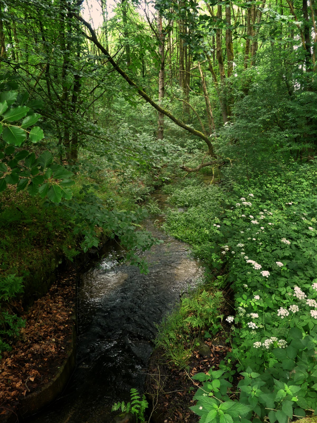 Fotografie....: Die Quelle der Seeve