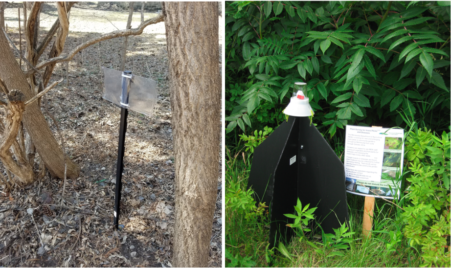 Brown marmorated stink bug in MN apple orchards and varietal impacts