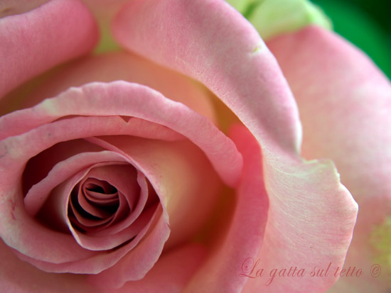 Macro safari a Orticola | La gatta sul tetto