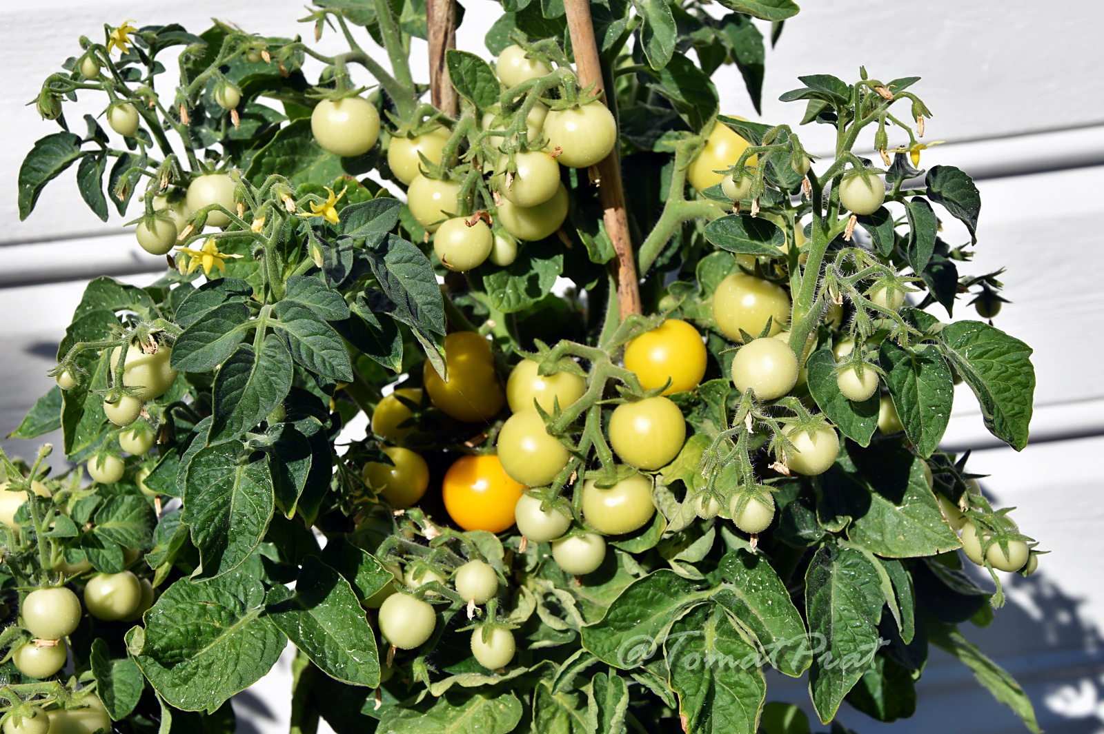 Helenes Tomater: Jochalos