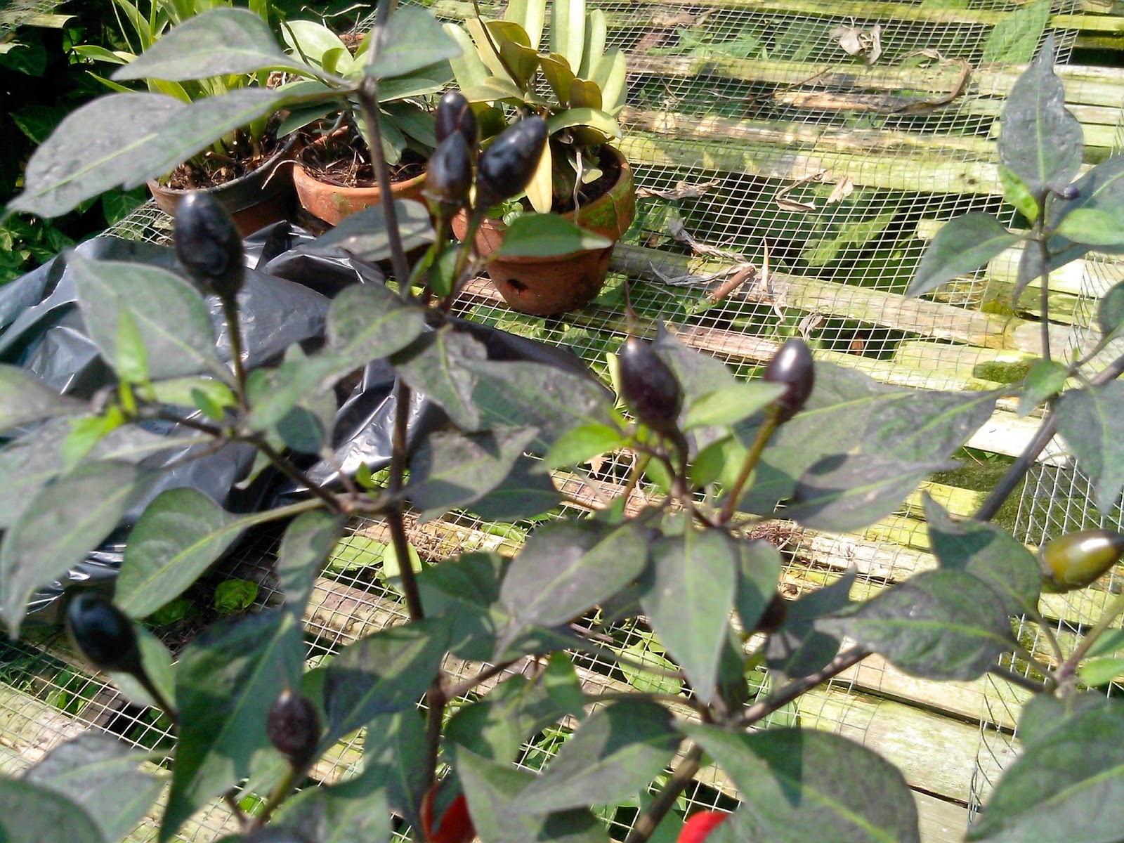 Writing is healing!: Berkunjung ke Parung Farm