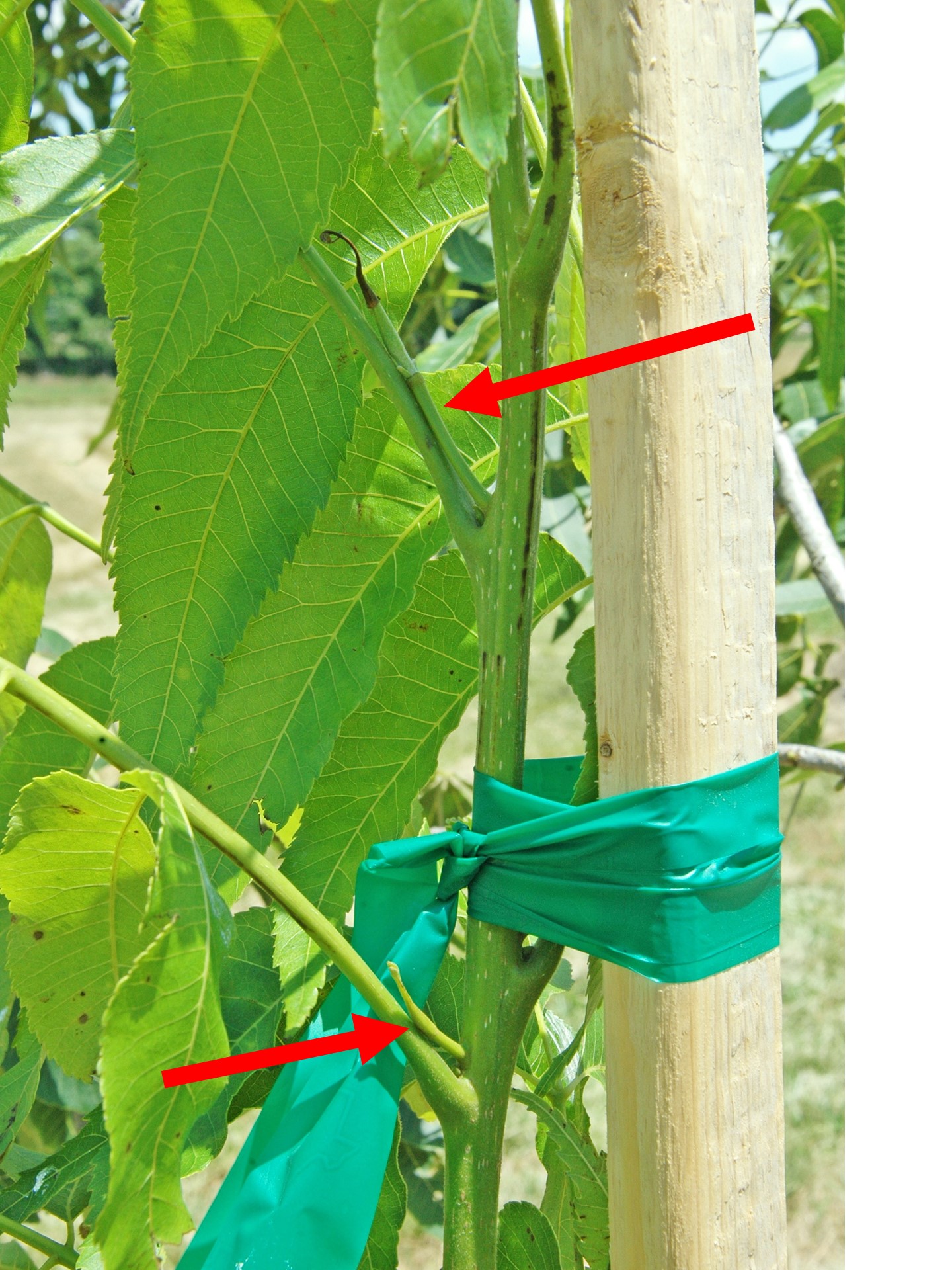 Northern Pecans: 2020