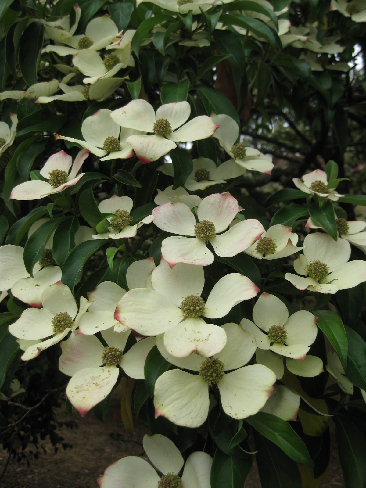Trees of Santa Cruz County: Cornus capitata - Evergreen Dogwood