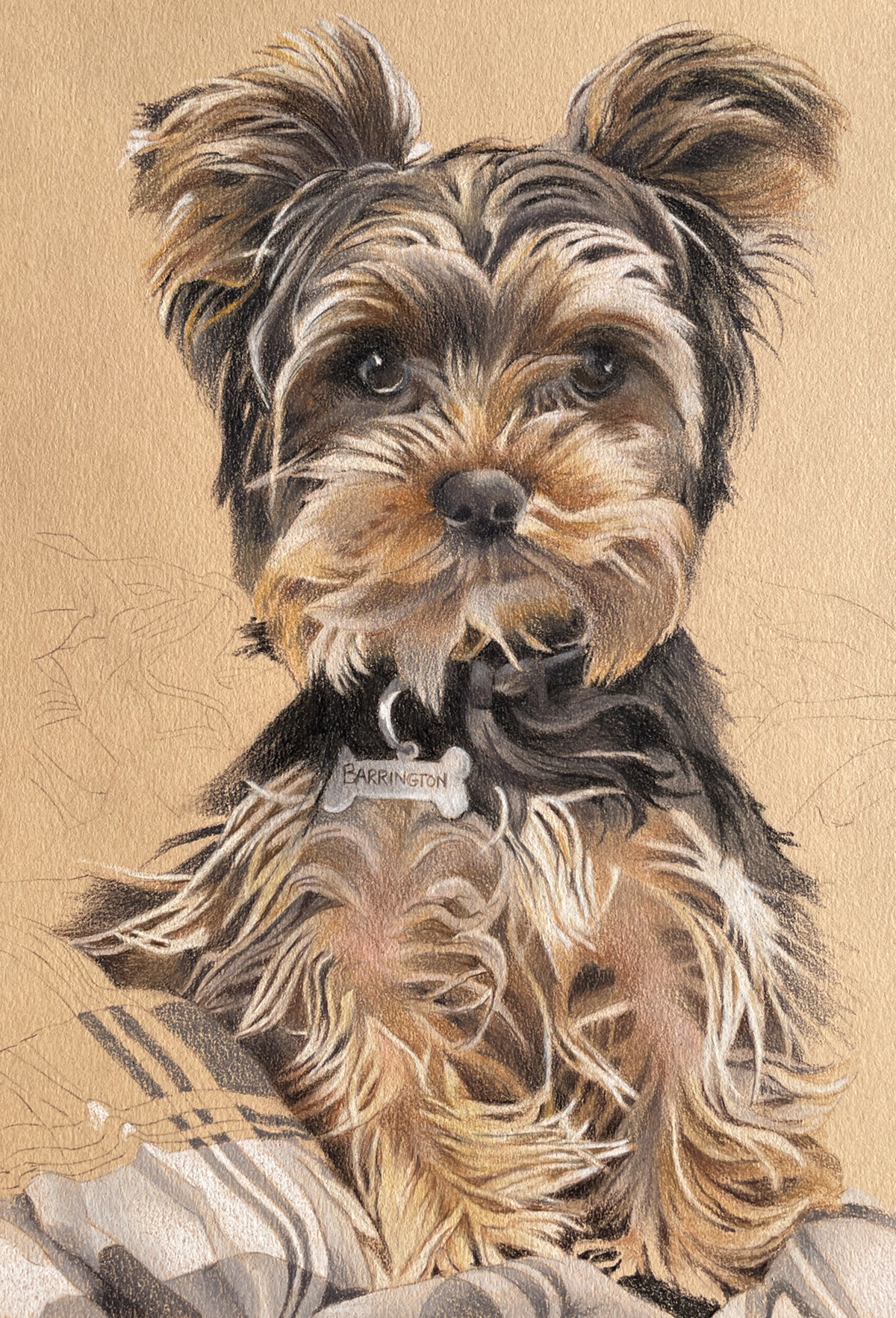 How To Draw A Realistic Yorkie
