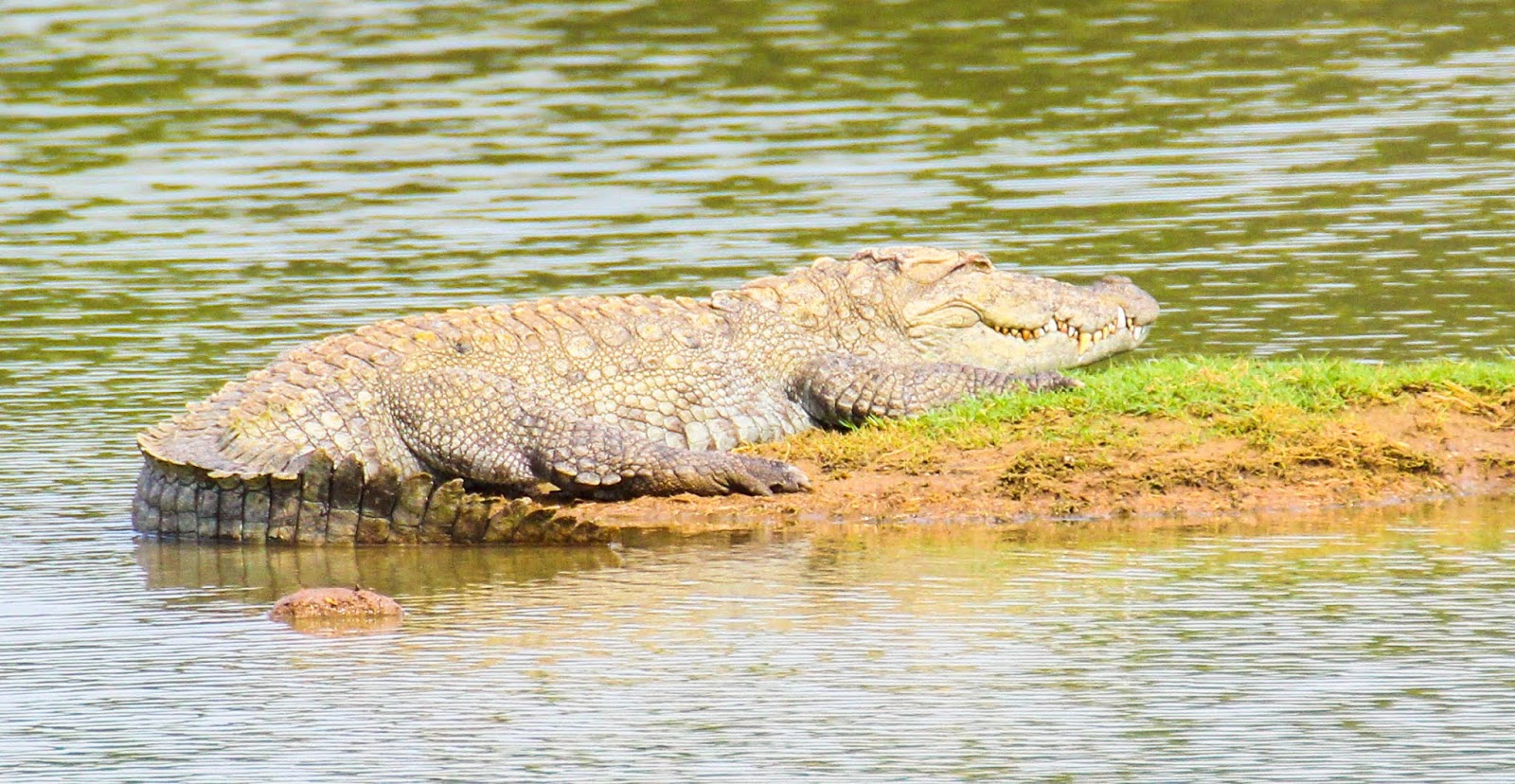 Cannundrums: Mugger Crocodile