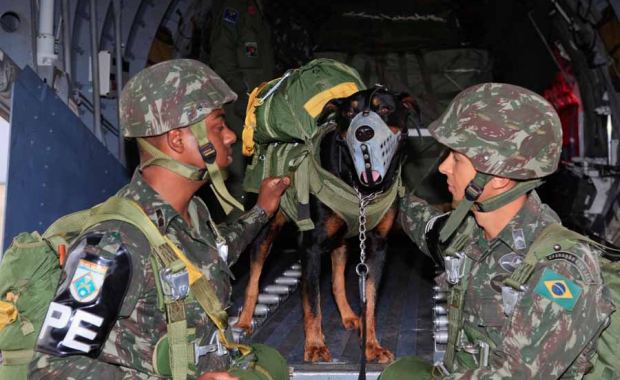 SEGURANÇA NACIONAL SNB BRASIL: O Novo Recruta - Adam o Cão Pqd