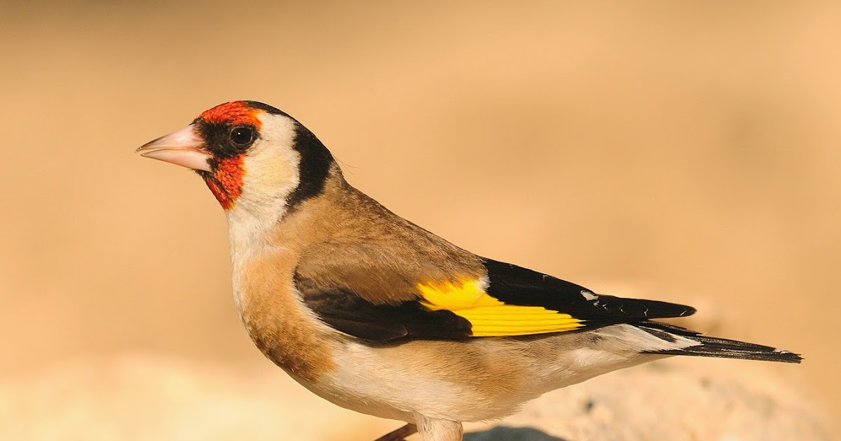 Relleu Natura: Carduelis carduelis. Cadernera.