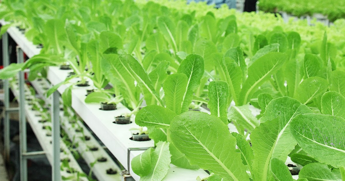 yukti's garden: What is Hydroponics