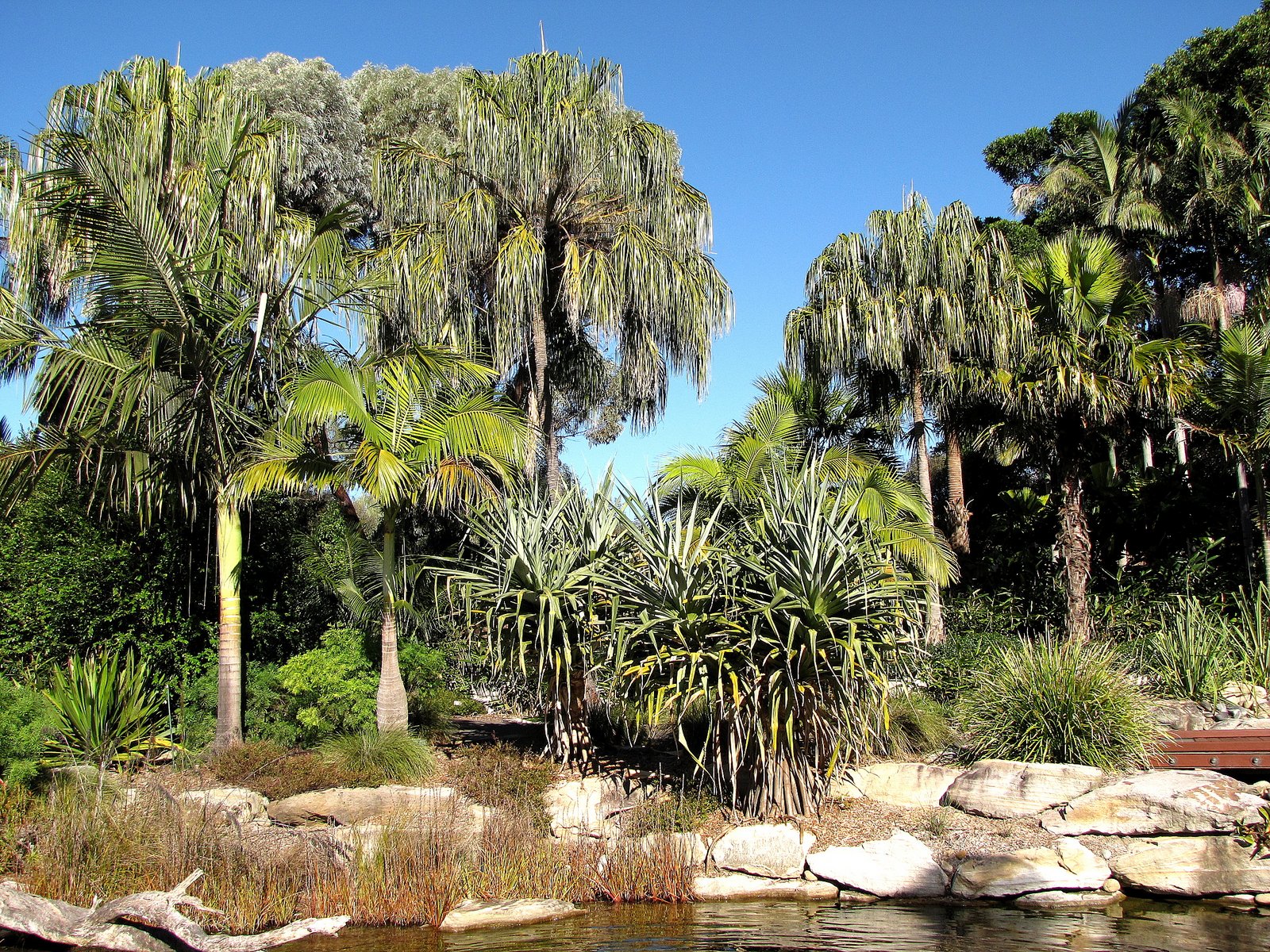 Flora Friday in Oz: The Australian Botanical Garden, Mt Annan NSW 8th ...