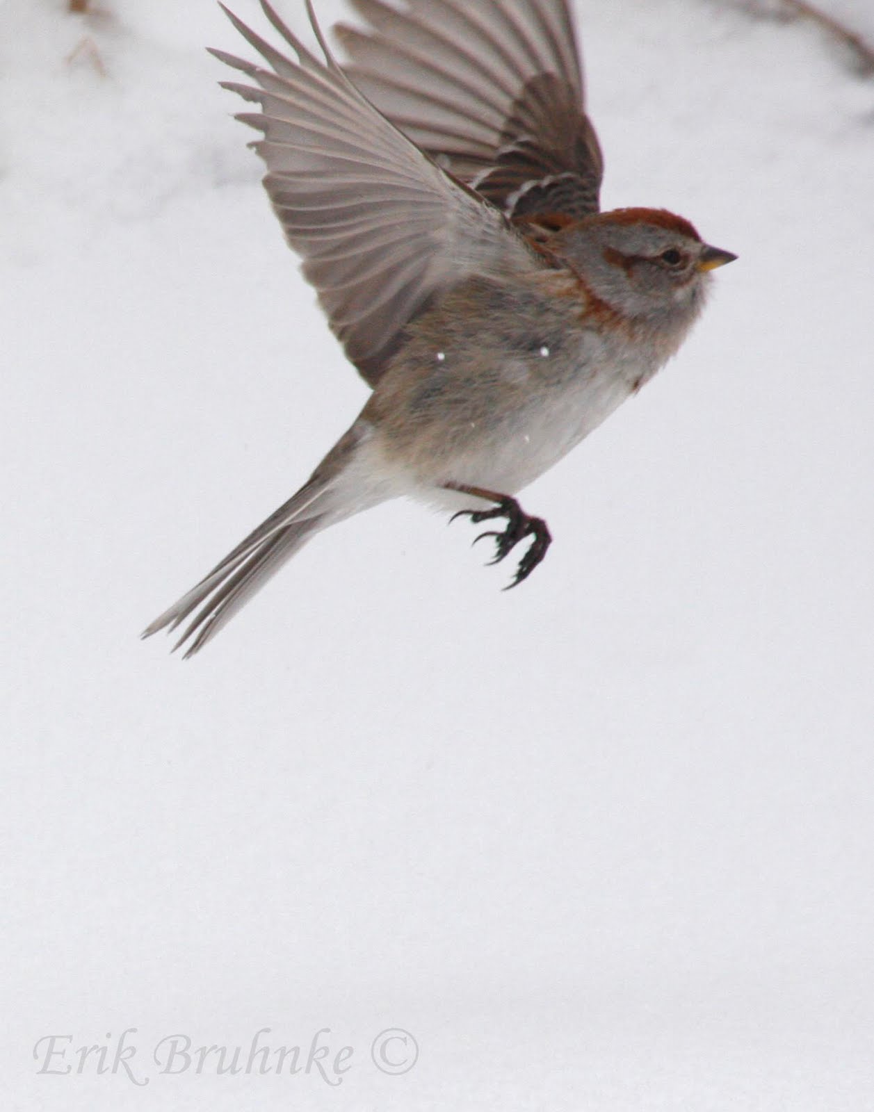Naturally Avian: The Arrival of Beautiful Sparrows