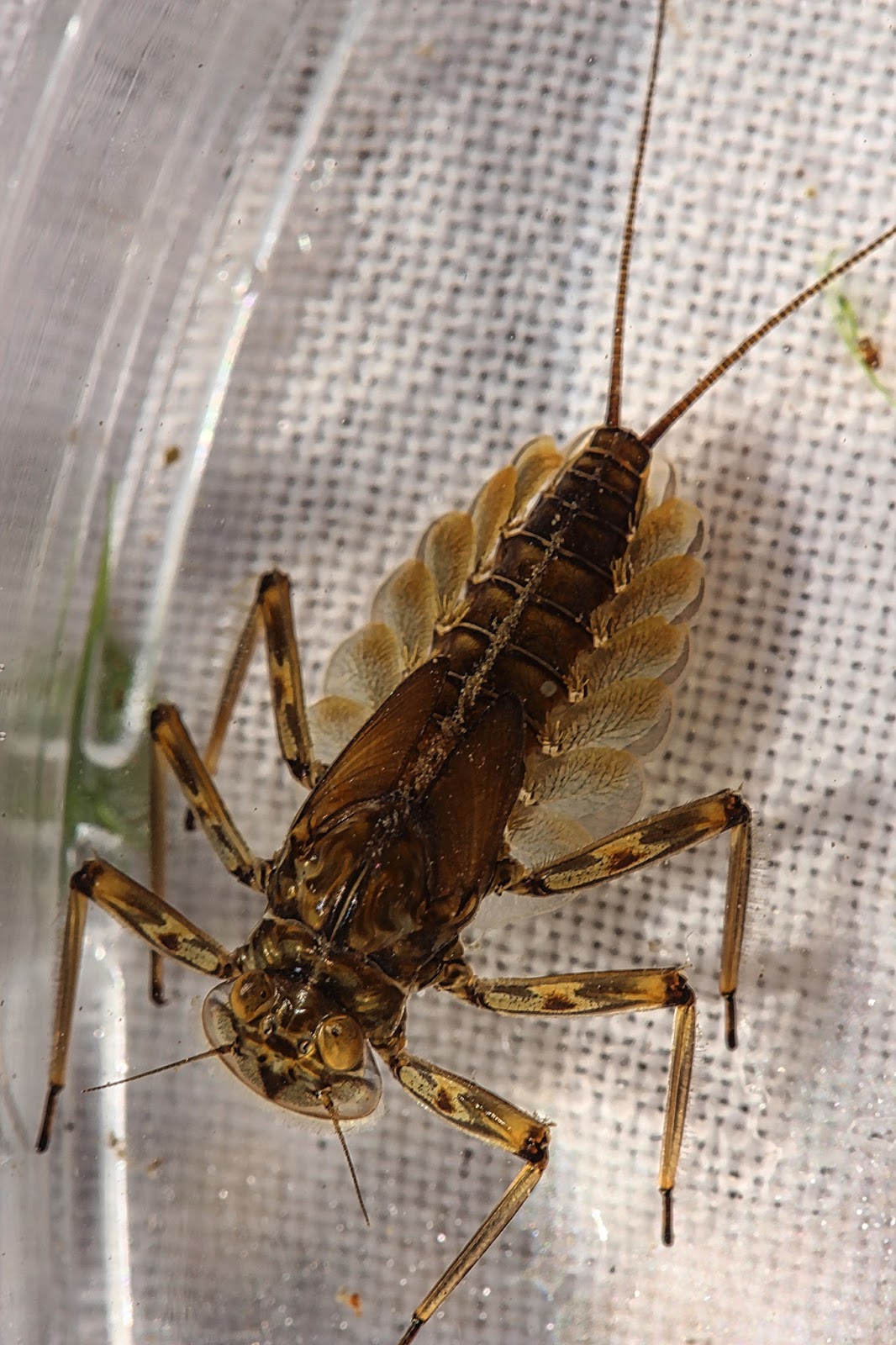 Aquatic Insects of Central Virginia: Some pictures from the Rapidan River