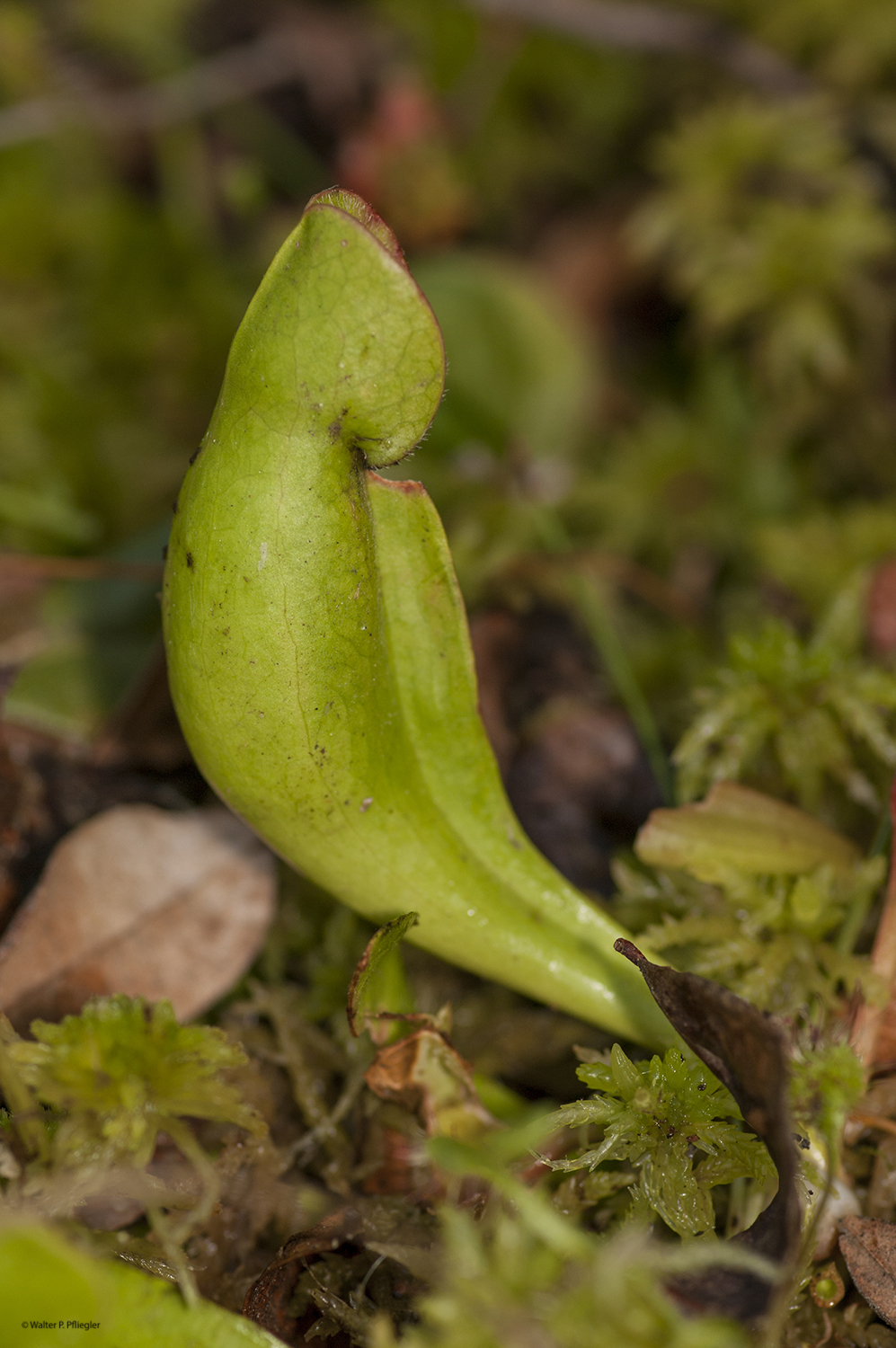 Nature photos from an Amateur Naturalist: Ponkapoag Bog, USA (Ponkapoag ...