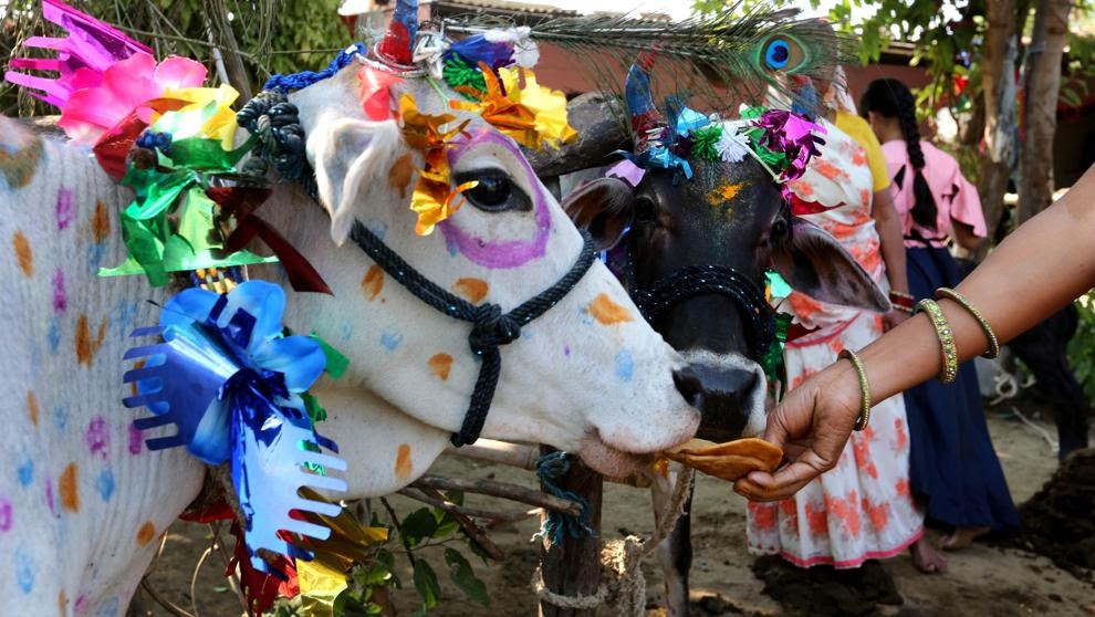 EN LA INDIA CREAN UN MINISTERIO DEDICADO EXCLUSIVAMENTE A LA VACA | A B ...