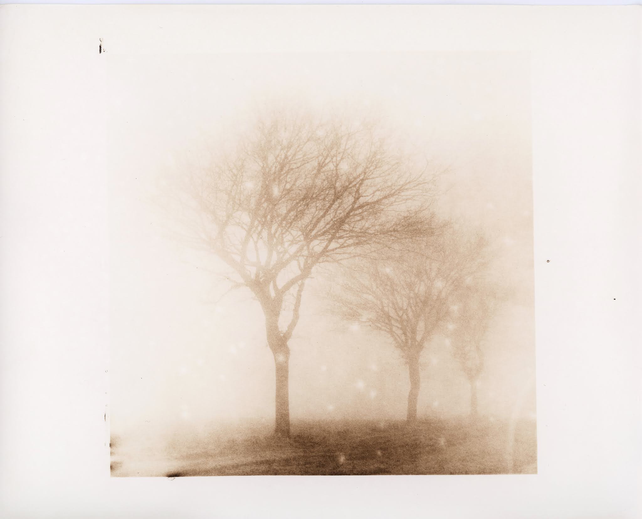 Printing Mathematical Trees Study: Lith Developer