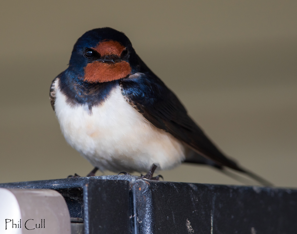Phil Cull Wildlife Photography: May 2017 Some birds are just so ...