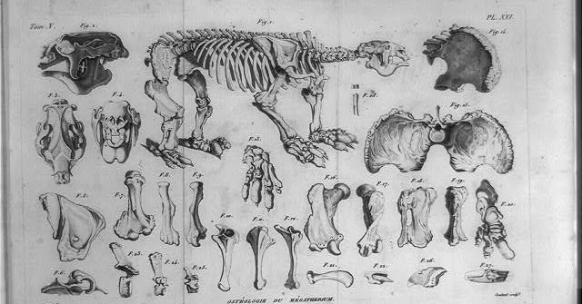 FOSSIL HUNTRESS: OSTEOLOGIE DU MEGATHERIUM