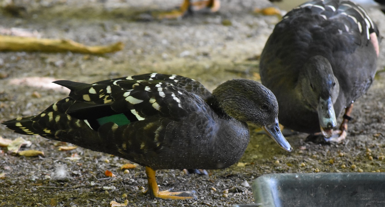ZOOTOGRAFIANDO (6.100 ANIMALS): PATO NEGRO AFRICANO / AFRICAN BLACK ...