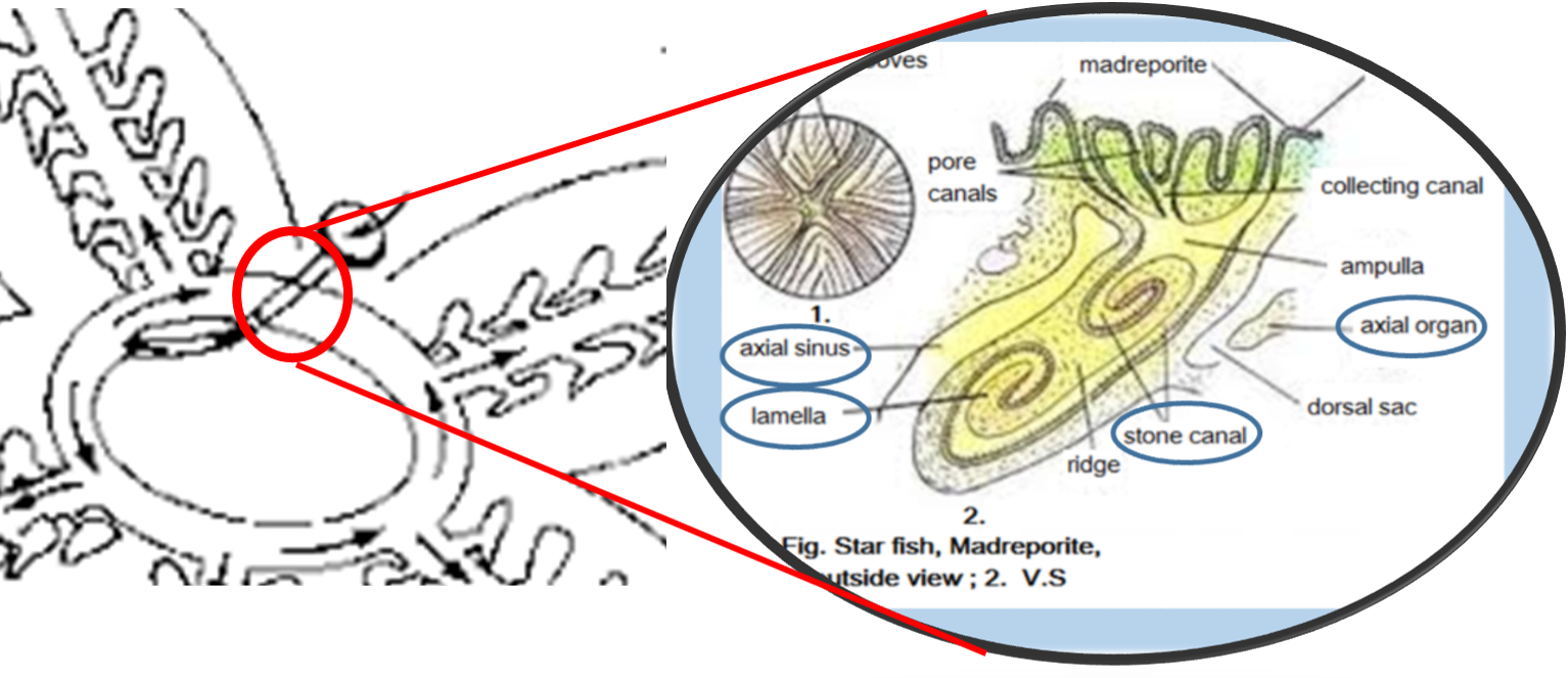 Water Vascular or Ambulacral System of Star Fish ; Asterias