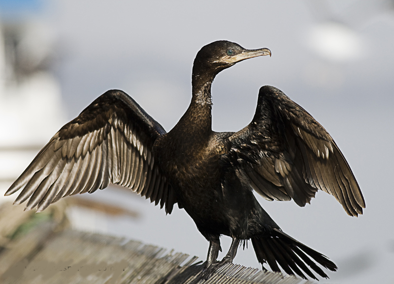 Bellas Aves de El Salvador: Phalacrocorax brasilianus (yeco, cormorán ...