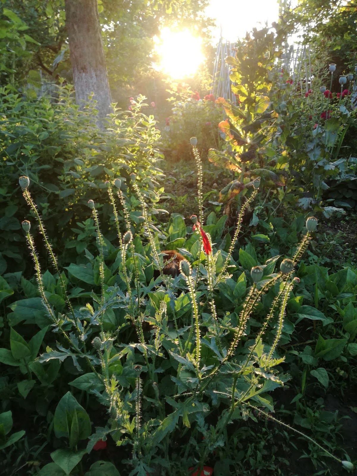 cele patru anotimpuri: Apus cu maci care pleacă
