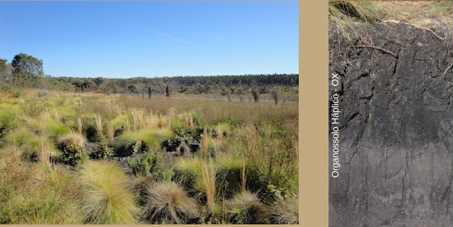Onde as Plantas Crescem - Organossolos