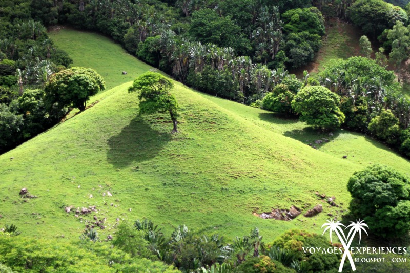 Voyages et Expériences : Les couleurs de l'île Maurice, le VERT