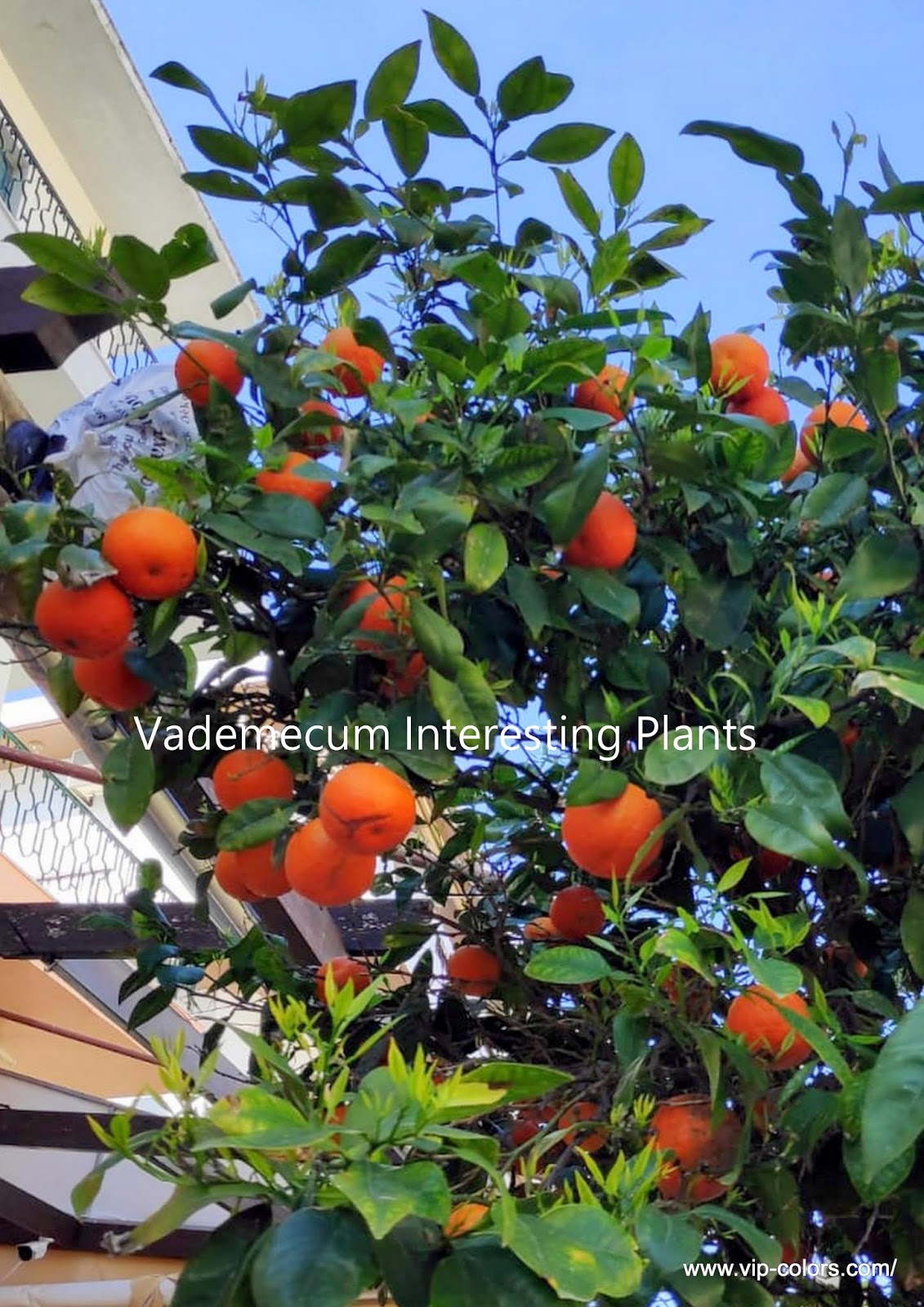 Vademecum Interesting Plants: Citrus reticulata - Mandarynka - Mandarin