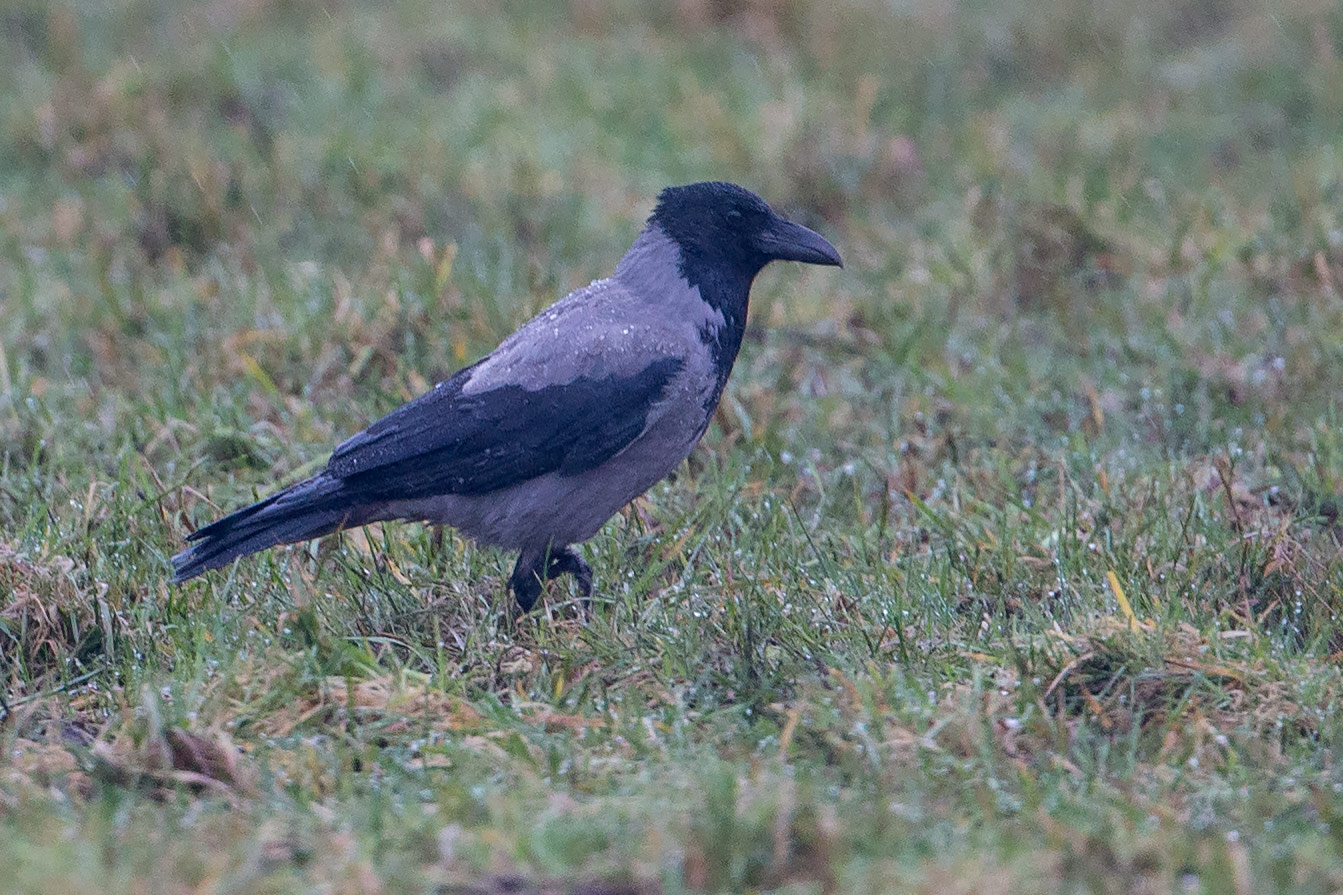 Darley Dale Wildlife: Hooded Crow - Alicehead Road