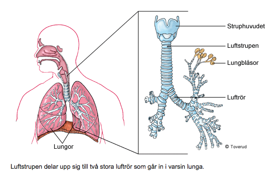Lungor och andning