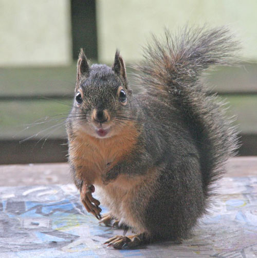 ezhan-artwork: Bila Haiwan Tersenyum Riang