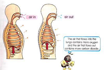 Breathe | Science Year 4