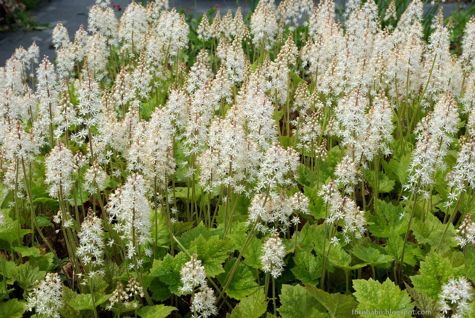 10 graines de Tiarella Wherryi TIARELLE DE WHERRY SEEDS SEMILLA SAMEN ...