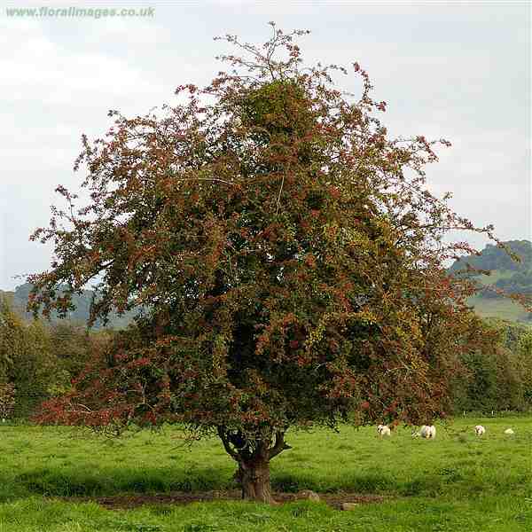 Trees Planet: Crataegus monogyna – Oneseed Hawthorn – May