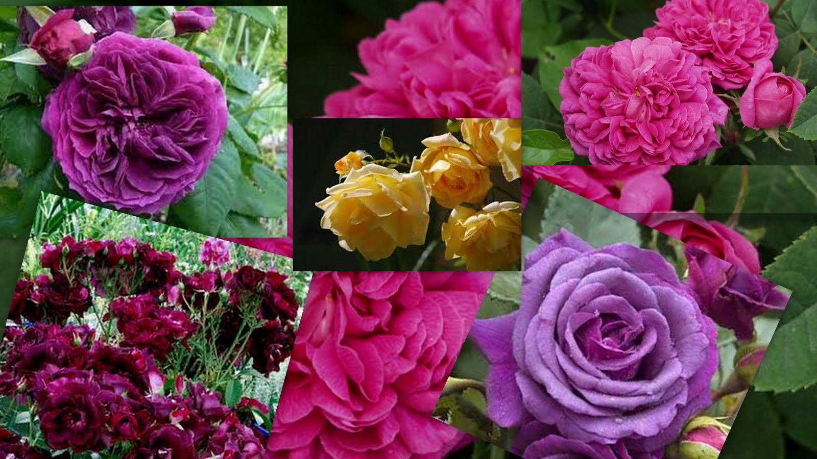 Beautés Florales : Plantations 2013/2014