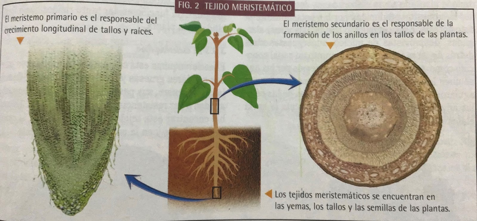 Colegio Brasilia-Bosa Biología 6: TALLER No 3 IMÁGENES TEJIDOS VEGETALES