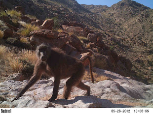 The Namib Carnivore Conservation Centre: Moose McGregor: Namibian Legend