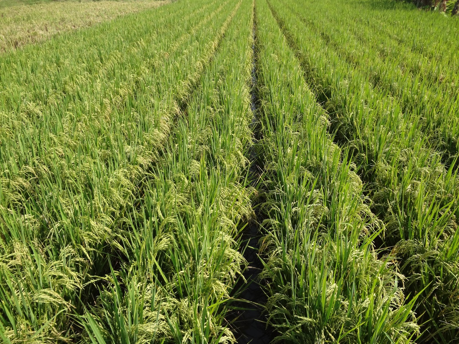 UPSUS PAJALE KECAMATAN POLANHARJO: SISTEM TANAM PADI JAJAR LEGOWO 2 : 1 ...