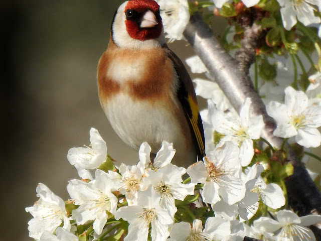 PASARI DIN ROMANIA: STICLETE, Carduelis carduelis