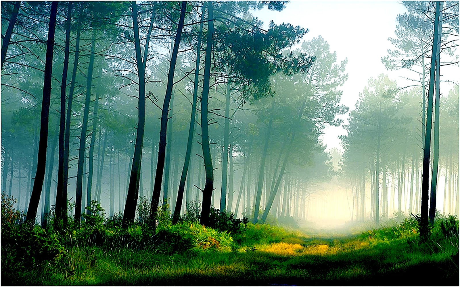Daytime Nature Green Forest