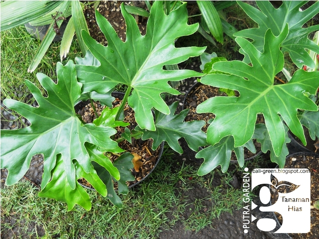 PUTRA GARDEN BALI: Tanaman Hias Philo Jari Termurah di Denpasar Bali