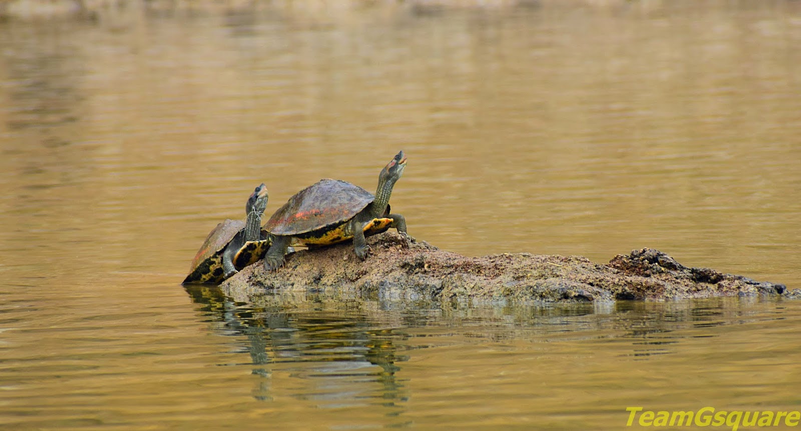 Team G Square: MP Diaries: National Chambal Sanctuary, Home to ...