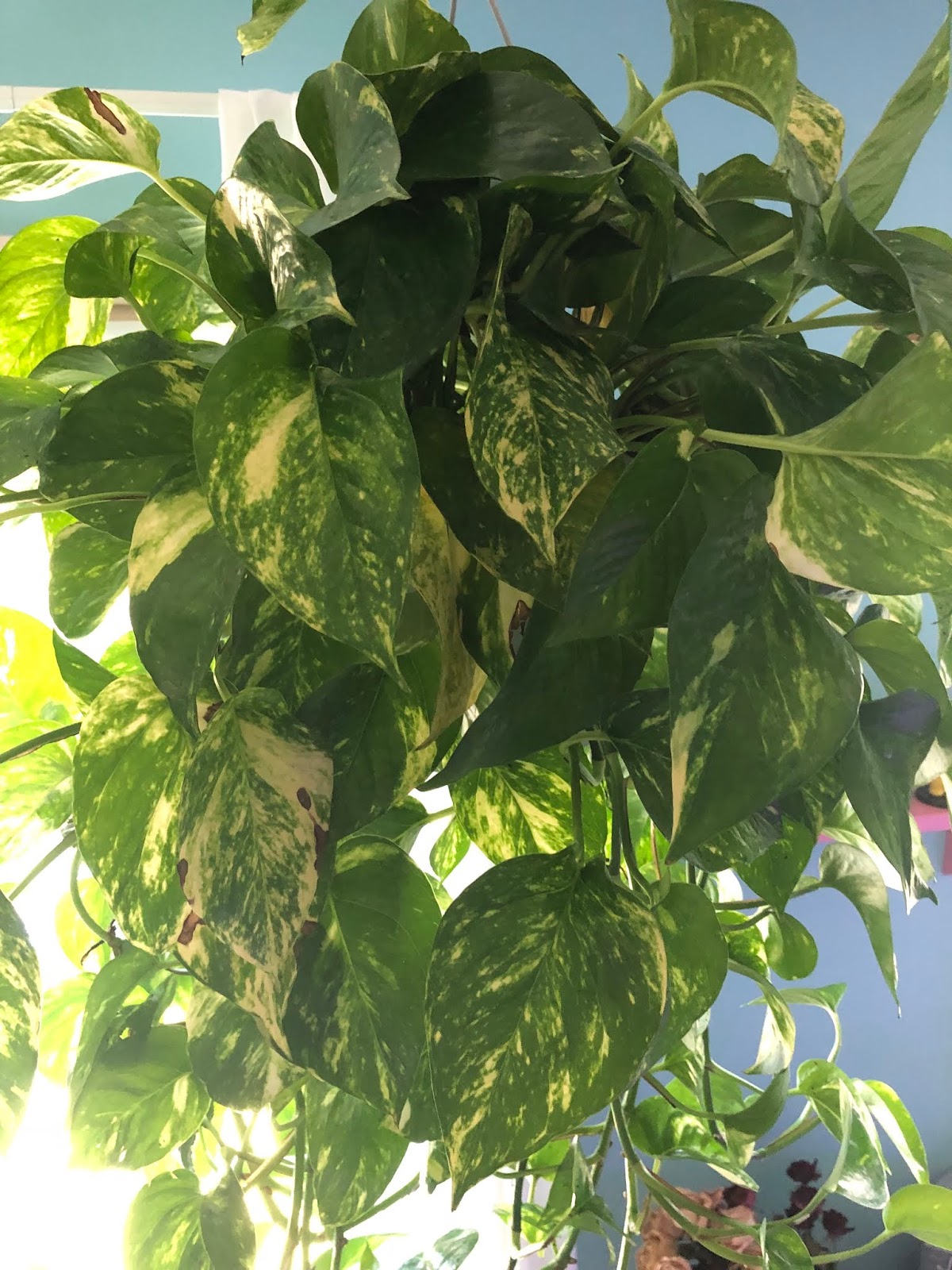 Lily's Indoor Jungle: Pothos Devil's Ivy Care