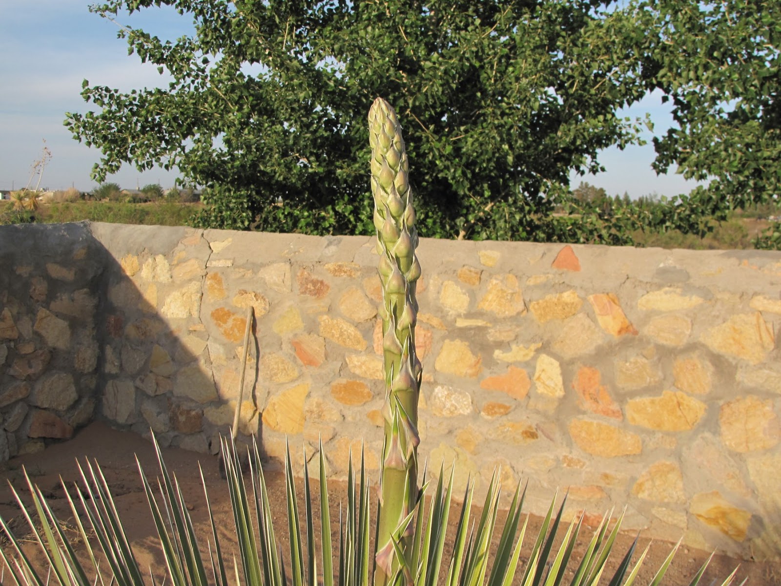 Sword Of Survival: Water From The Yucca Stalk