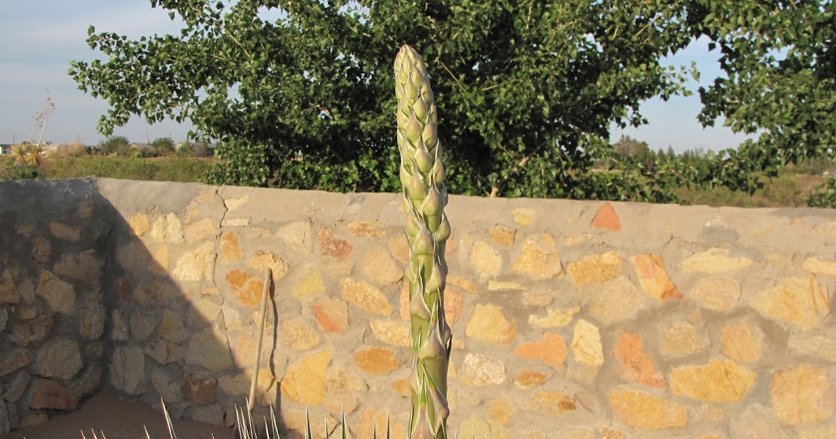 Sword Of Survival: Water From The Yucca Stalk