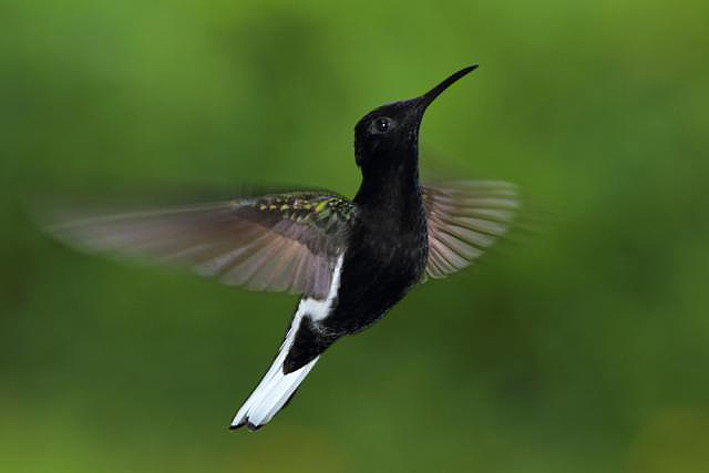 COLIBRIES: LISTADO FOTOGRÁFICO (los más emblemáticos en América)Fuente ...