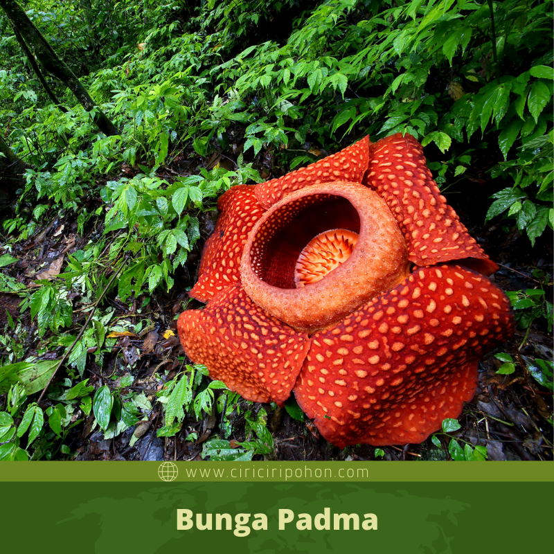 Daftar Tanaman Asli Indonesia Yang Populer Di Luar Negeri ...