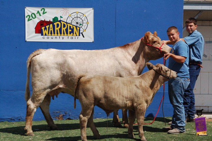 Lautner Farms: Monopoly Bull Calf - Trenton Paul Cheers